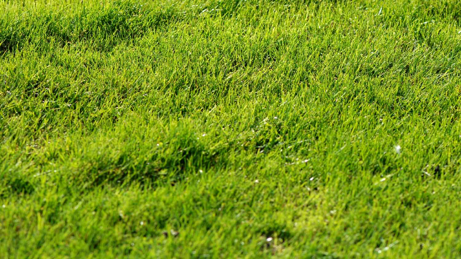 Buffalo Grass Vs Bermuda Which Is Better For Your Lawn Angi