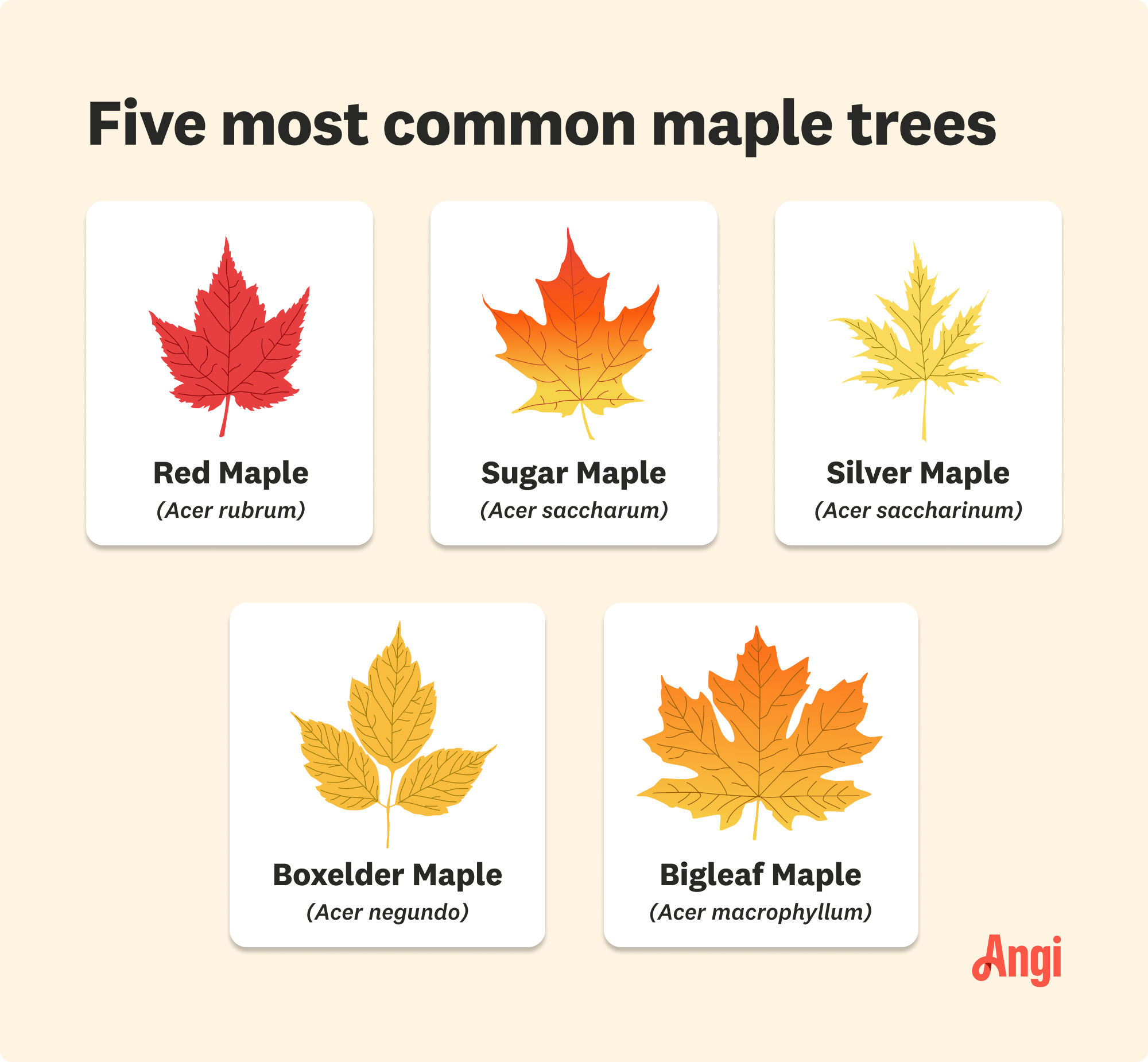 Maple Leaf