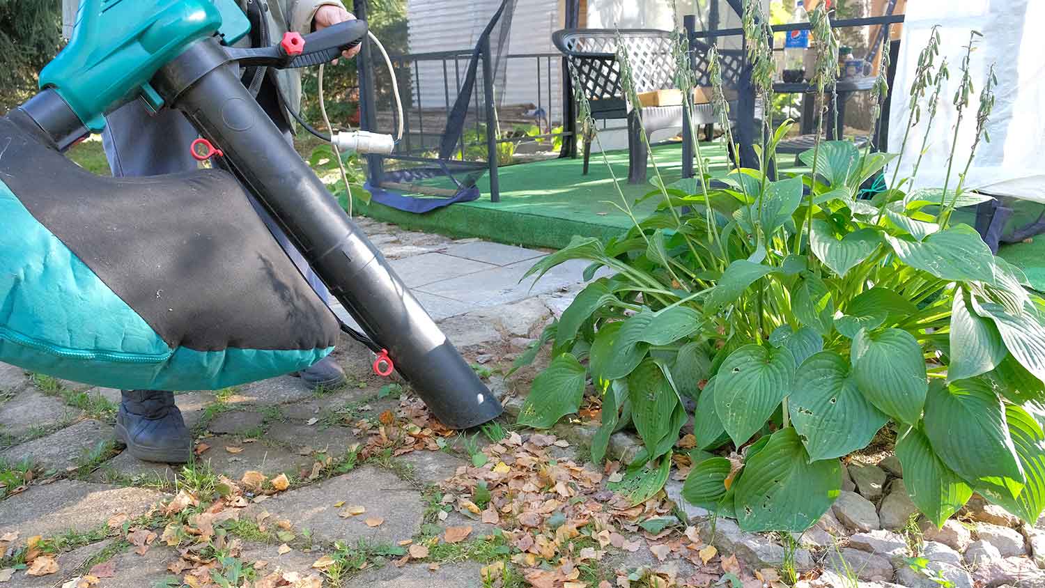 How to Remove Pine Needles From Your Lawn Angi