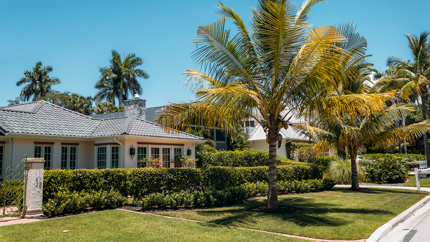 How To Trim A Palm Tree Safely