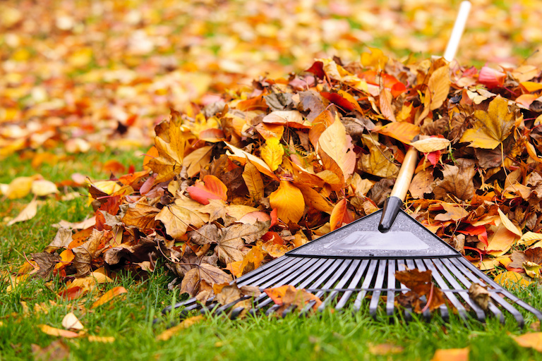 Leaf Removal Costs Other Yard Cleanup Service Prices