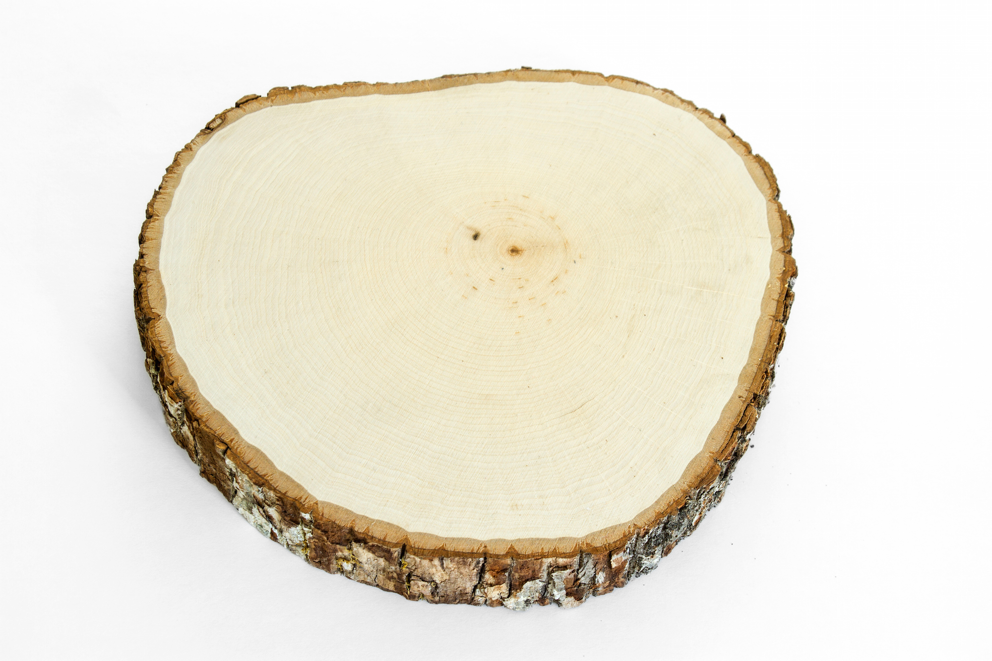 Tree and Wood Identification in your Backyard